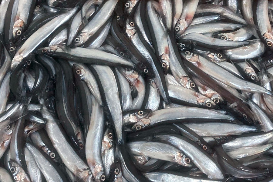 Capelin season is starting - Varðin | Seafood from the Faroe Islands